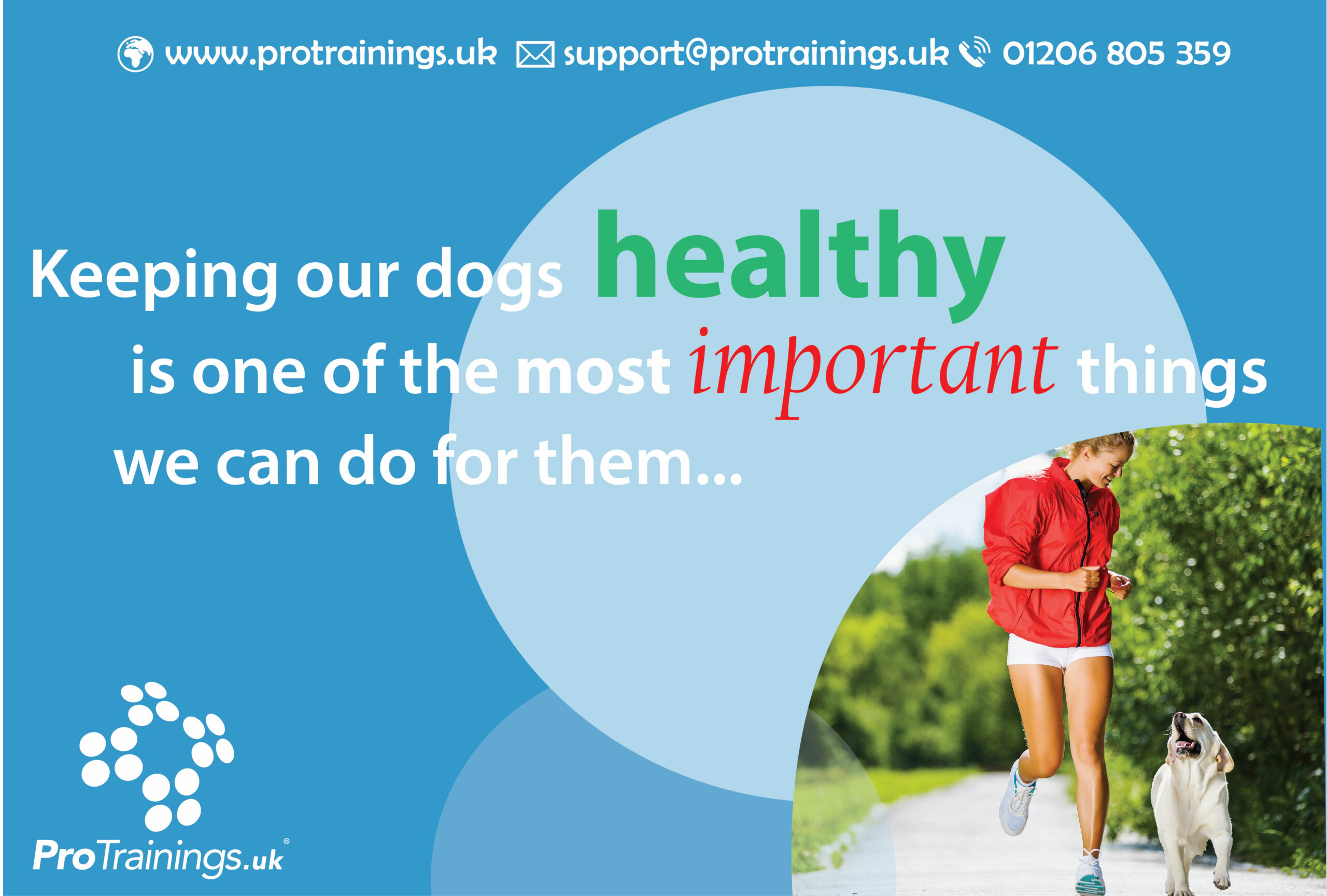 Why should you exercise your dog