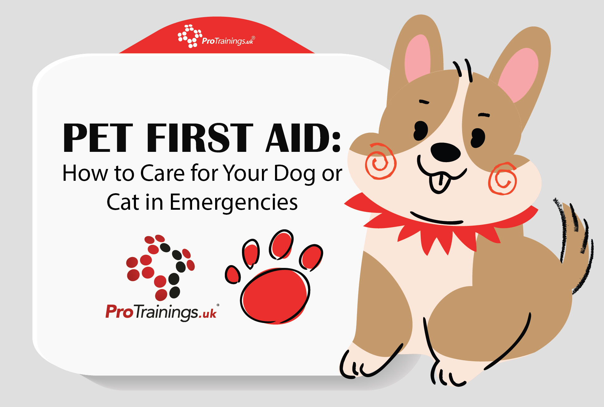 Pet First Aid: How to Care for Your Dog or Cat in Emergencies