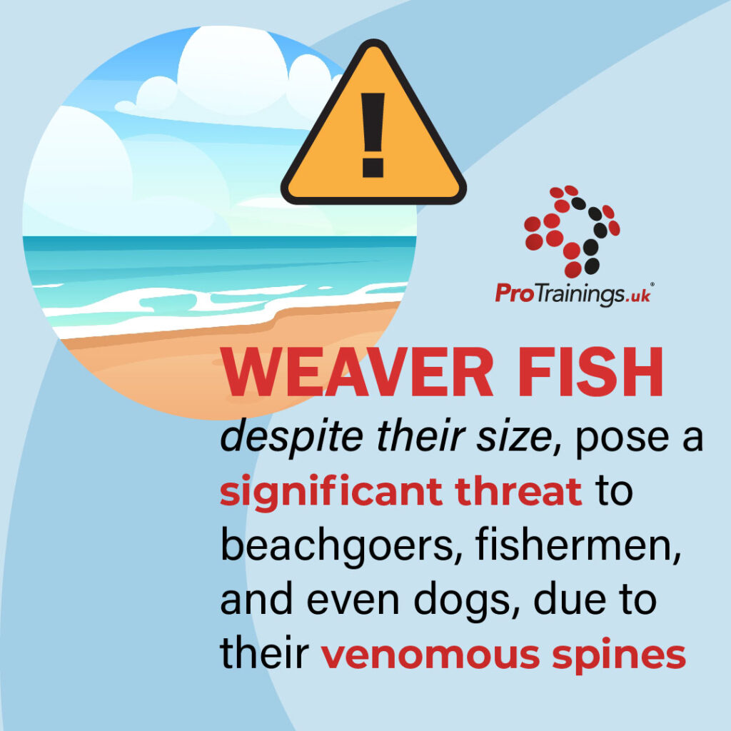 Weaver Fish in British Waters: A Hidden Danger - Online Health & Safety ...