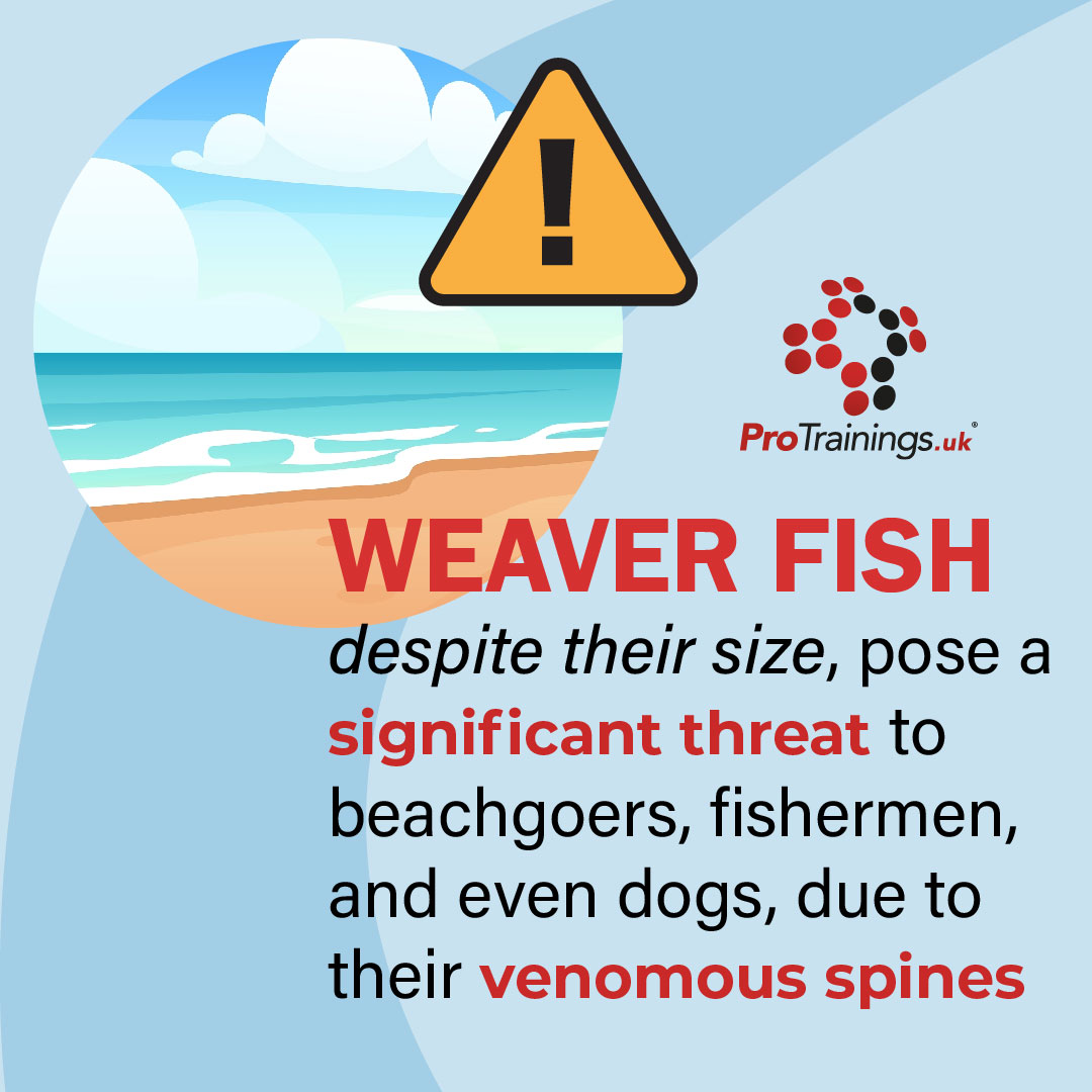 Weaver Fish in British Waters: A Hidden Danger - Online Health & Safety ...
