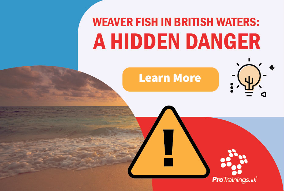 Weaver Fish in British Waters: A Hidden Danger - Online Health & Safety ...
